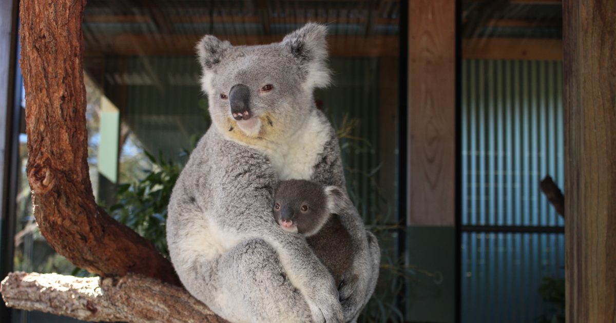 Symbio's growing koala family dines out on tasty crop from Koonawarra's ...