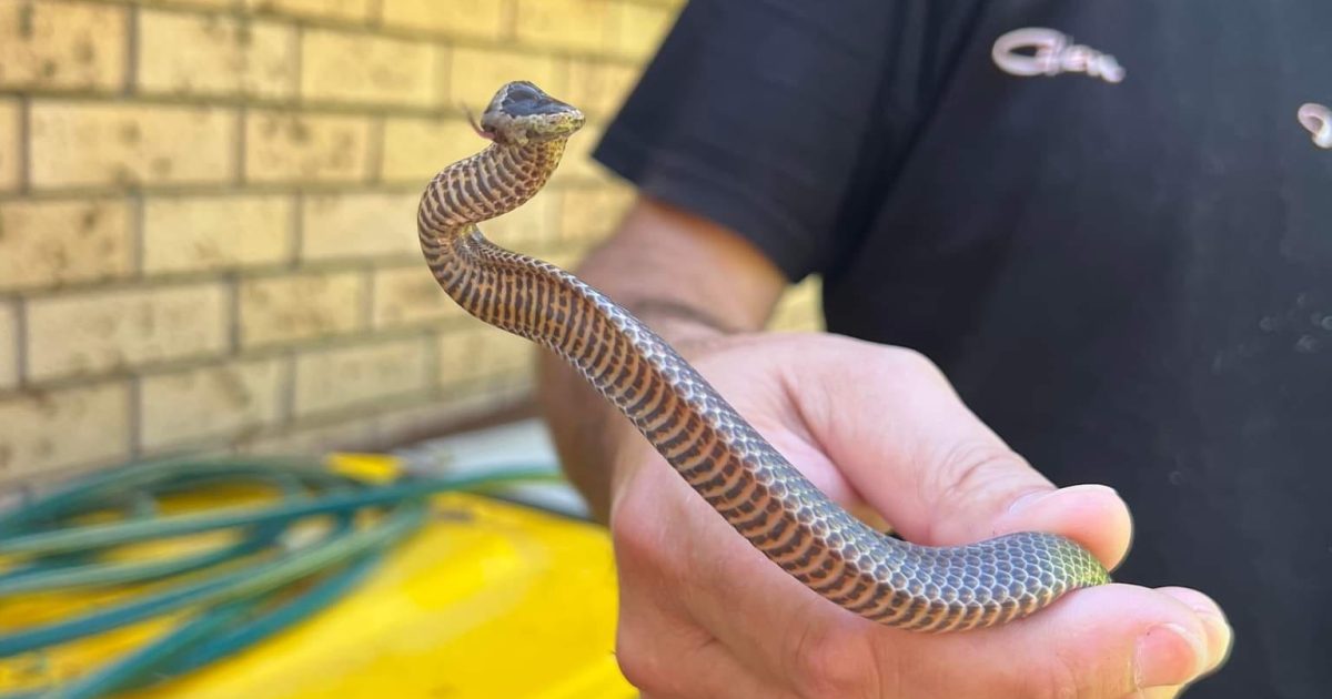 Look out, snakes are about - here's how to tell scaly friend from foe ...