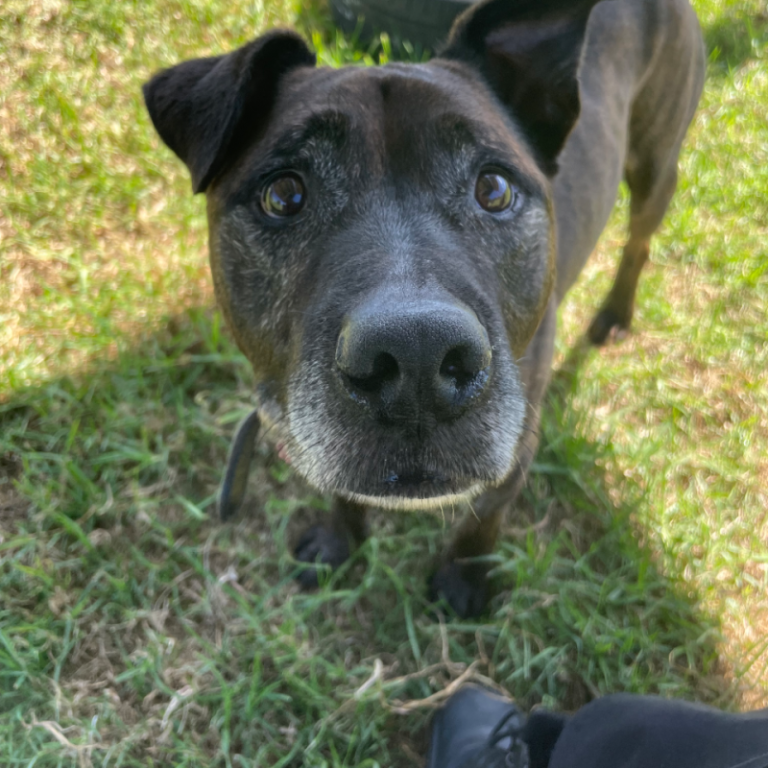RSPCA Illawarra's Pet of the Week - Benji | Region Illawarra