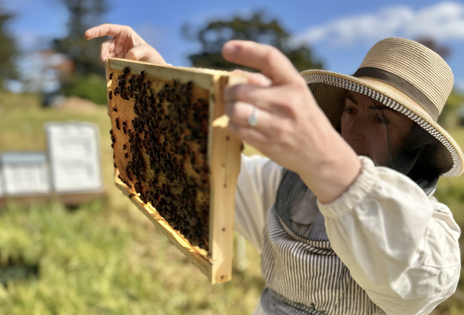 Kiama beekeeper advancing AI bee breeding program to help combat varroa ...
