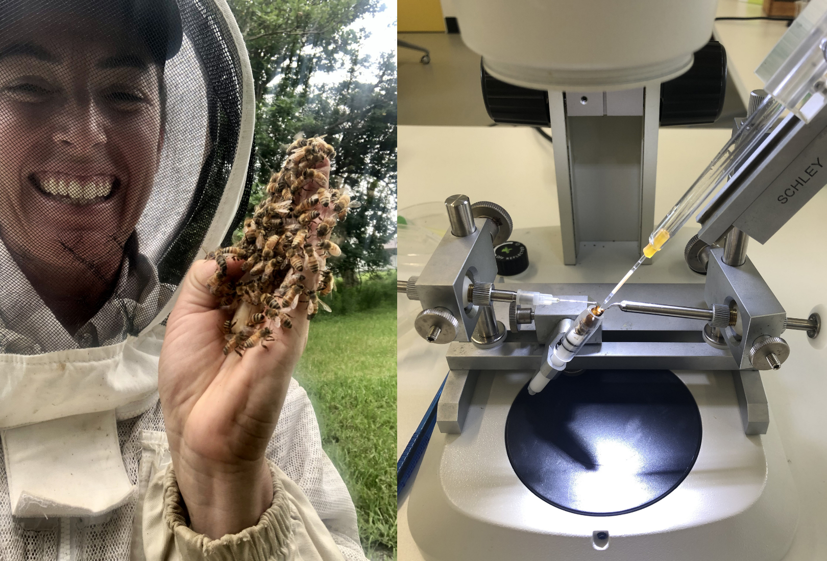 Kiama beekeeper advancing AI bee breeding program to help combat varroa ...