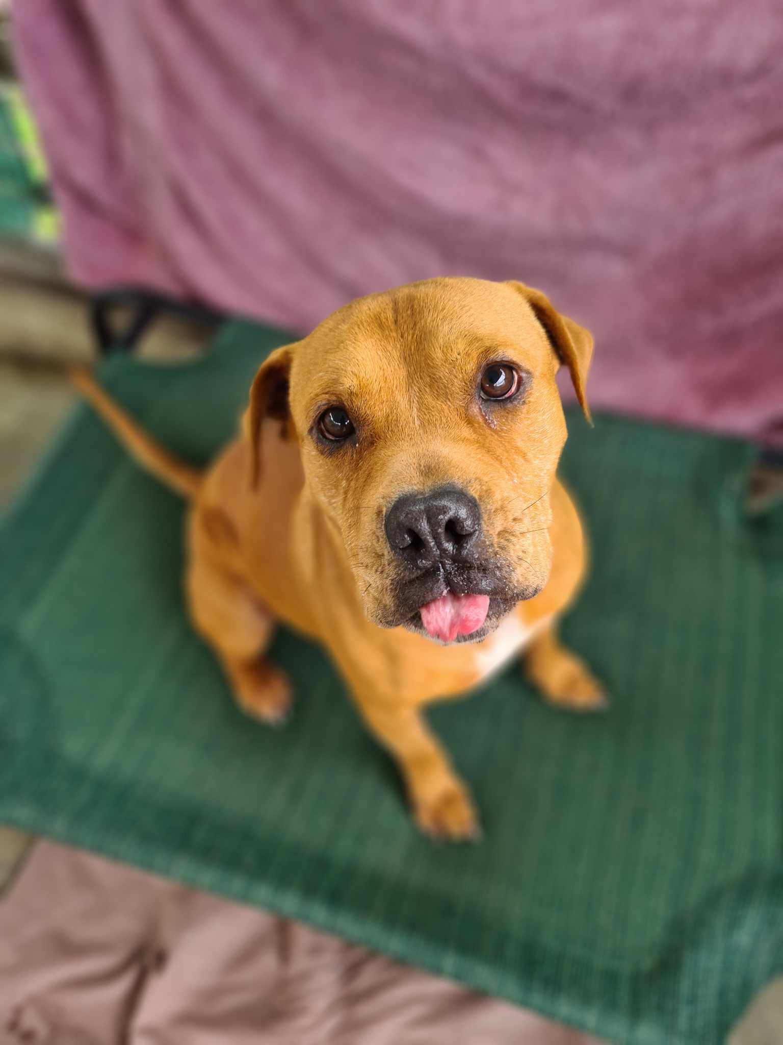 RSPCA Illawarra's Pets of the Week: Meet Elmo and Marvin! | Region ...