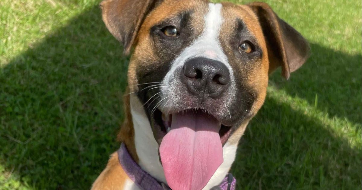 RSPCA Illawarra's Pets of the Week: Meet Link and Kiko! | Region Illawarra