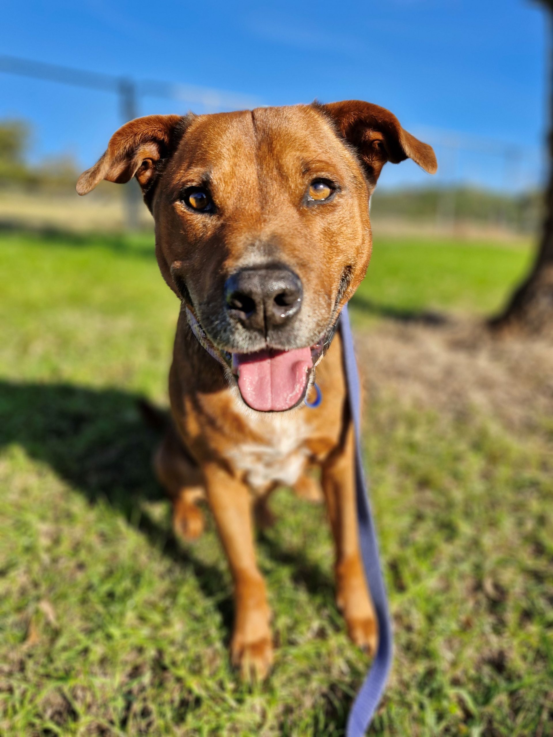 RSPCA Illawarra's Pets of the Week: Meet Boss and Commando | Region ...