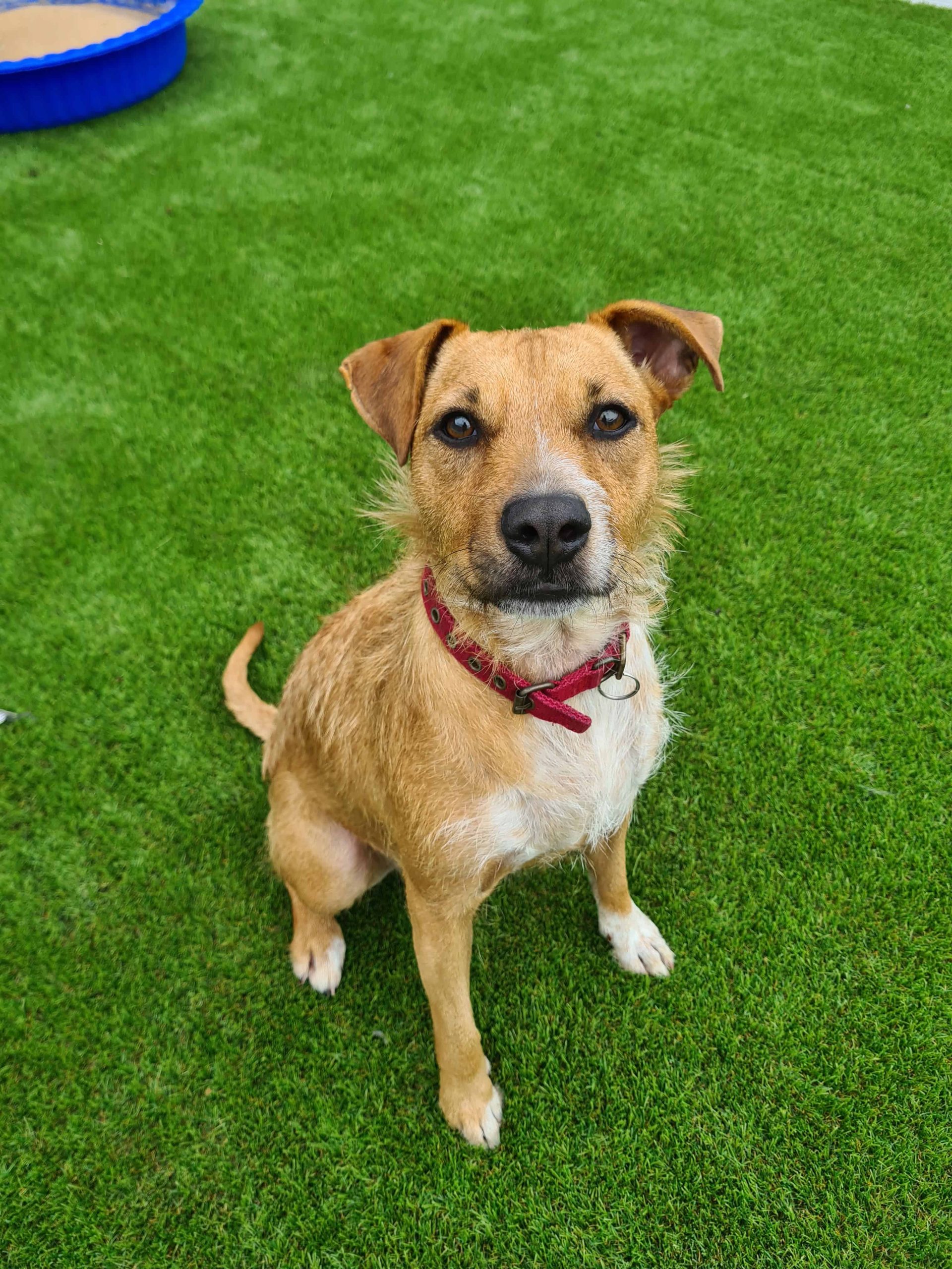 RSPCA Illawarra's Pets of the Week: Meet Pizza and Echo! | Region Illawarra