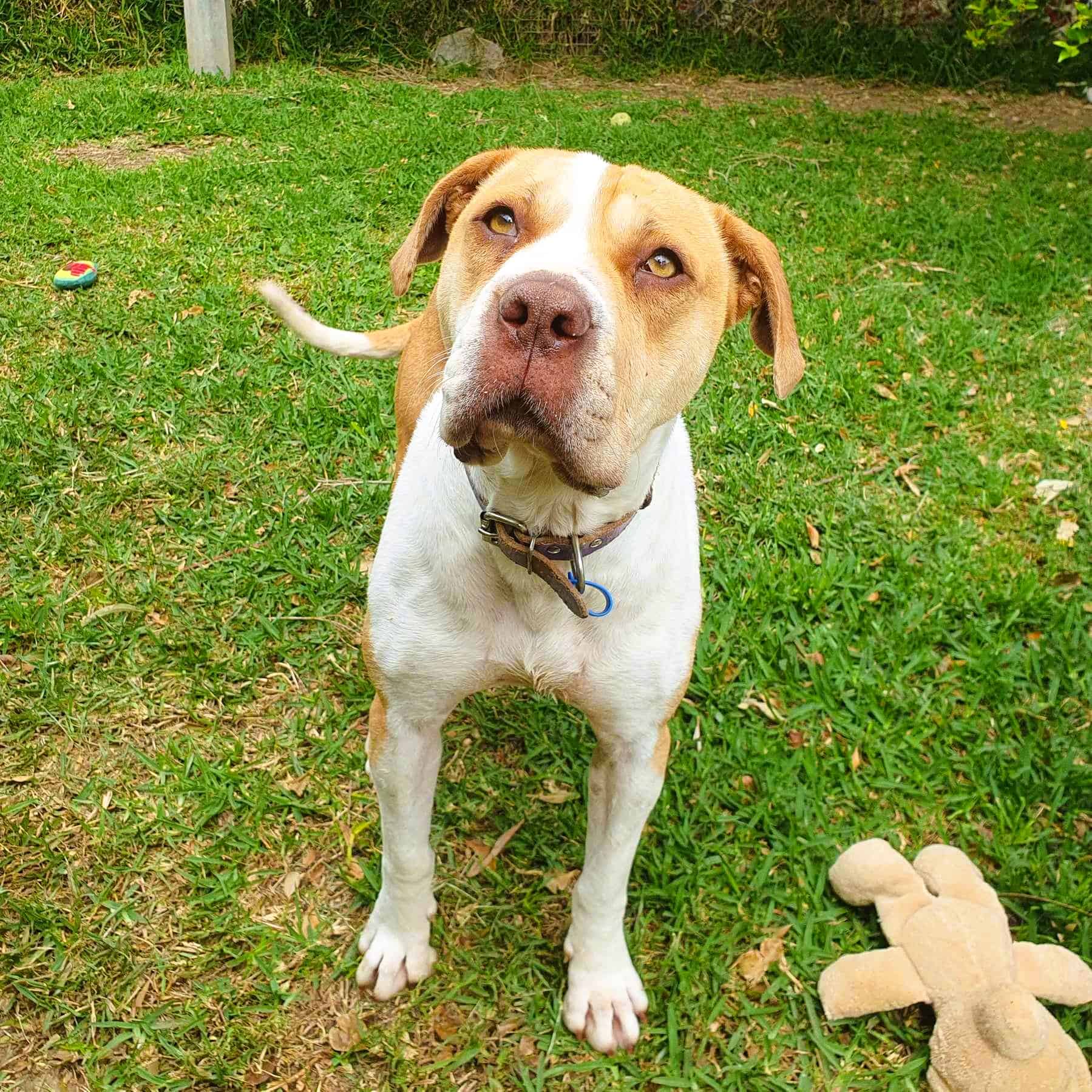 RSPCA Illawarra's Pets of the Week: Meet Ryah, Harvey and Norman ...
