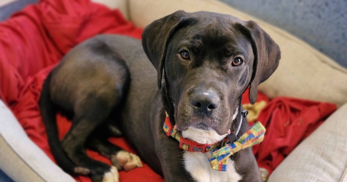 RSPCA Illawarra's Pets of the Week: Meet Diesel and Delilah | Region ...