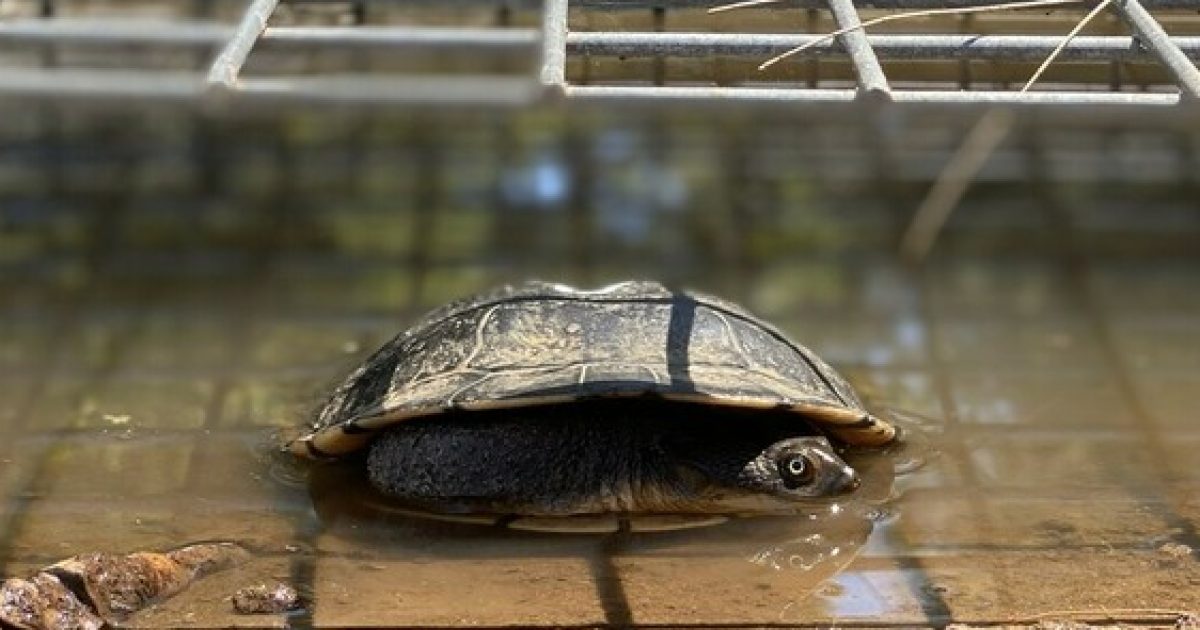 Turtle tunnels provide safe passage on ancient migratory route | Region ...