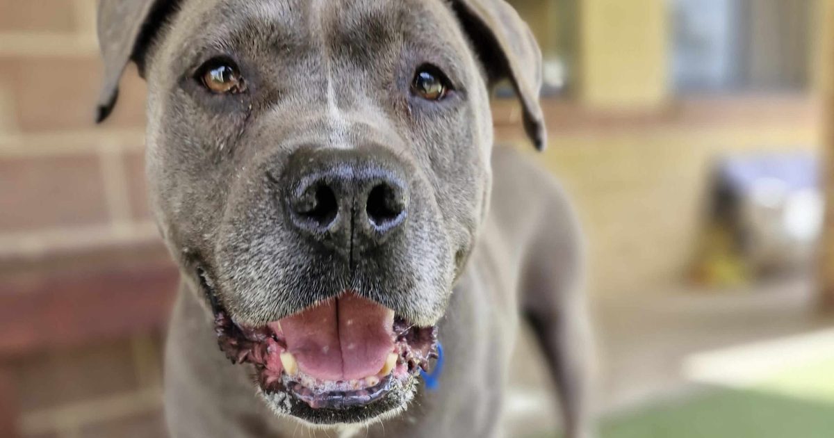 RSPCA Illawarra’s Pets of the Week: Meet Teddy and Tilly! | Region ...