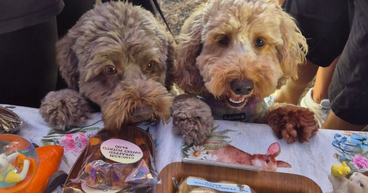 How pupcakes and pupa chups are helping support rescue dogs | Region ...