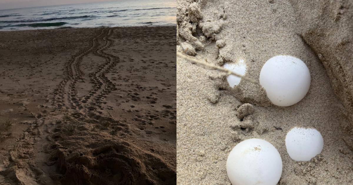 Those aren't tyre tracks — citizen scientists needed to help turtles ...